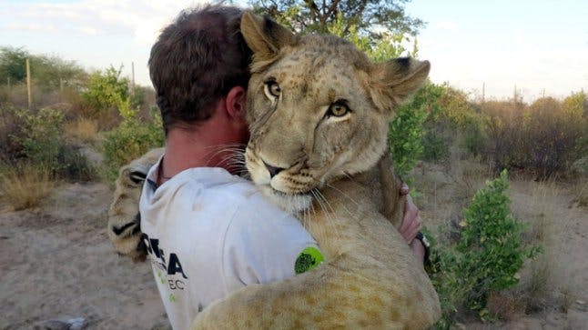 The incredible moment a lion hugs her rescuers is captured on camera ...