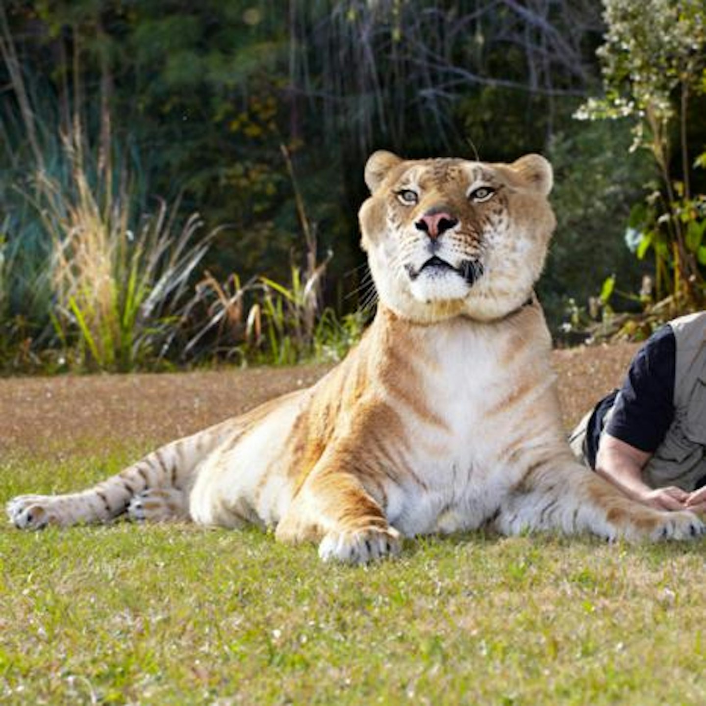 Giant 10ft cat sets Guinness World Record | Closer
