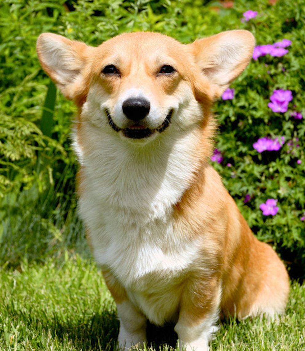 30 of the happiest animals you’ve ever seen – from a happy horse to a ...