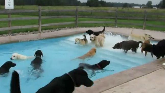 VIDEO: Party loving pooches take a dip! | Closer