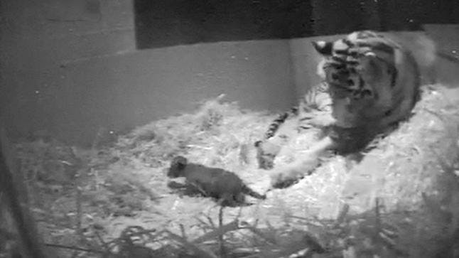 London Zoo’s first tiger cub birth in two decades captured on hidden ...