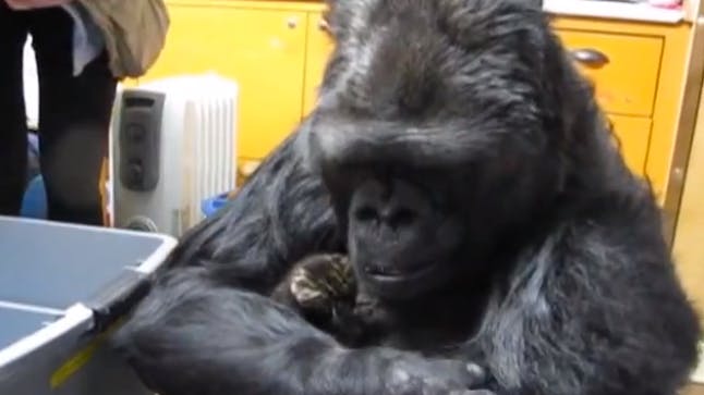 VIDEO: Watch the adorable footage of Koko the Gorilla caring for these ...