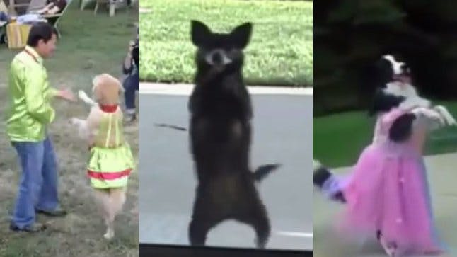 WATCH: Amazing video of salsa-dancing dogs goes viral | Closer