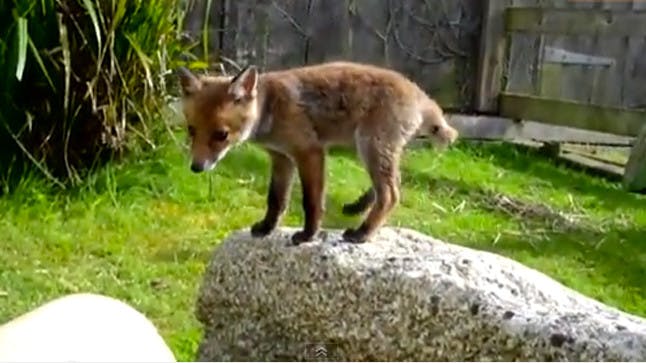 VIDEO: Cute clip shows the real life version of The Fox and the Hound ...