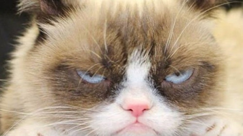 Grumpy Cat – the most miserable moggy on Instagram | Closer