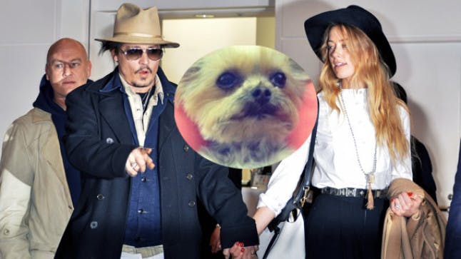 Johnny Depp’s dogs to be put down in Australia under quarantine laws ...