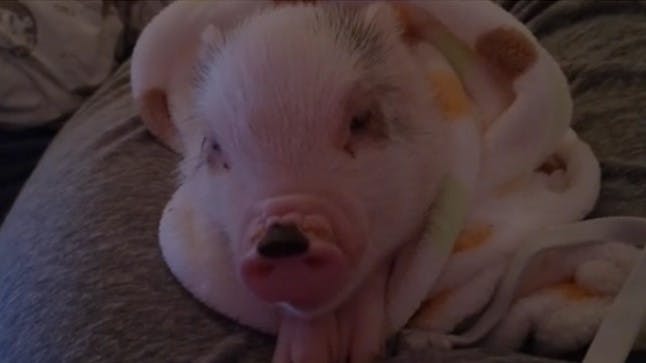 WATCH: Video of adorable squeaking baby pig! | Closer