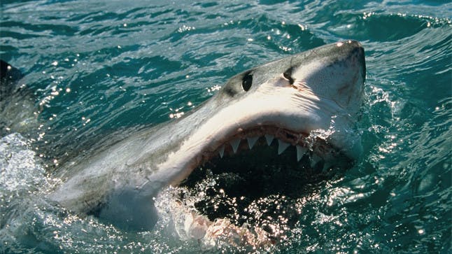 VIDEO: Swimmer survives 7ft great white shark attack – by punching it ...