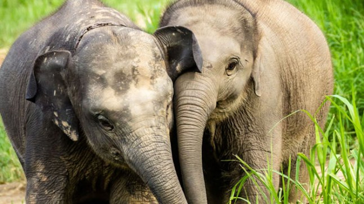 The 23 best and cutest animal facts of all time | Closer