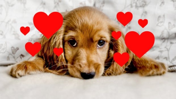 This Is The Scientific Reason Why Dogs Love Humans | Grazia