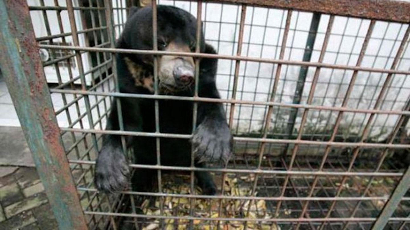 Zoo of Death: PETA speak out against nightmarish Surabaya Zoo in ...