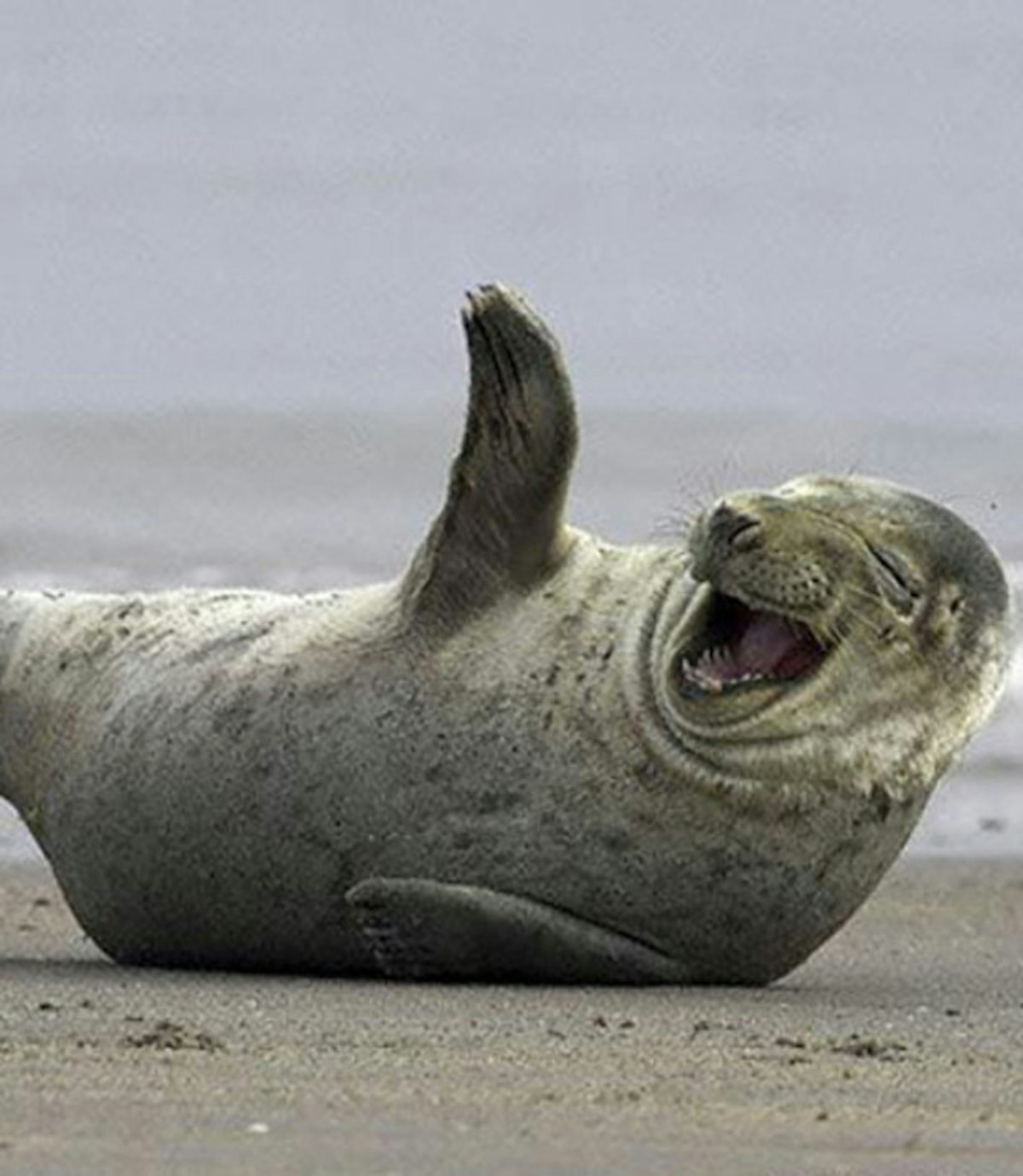 30 of the happiest animals you’ve ever seen – from a happy horse to a ...