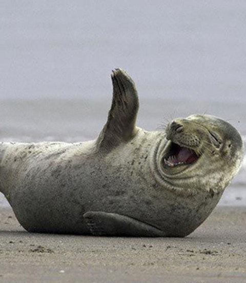 30 of the happiest animals you’ve ever seen – from a happy horse to a ...