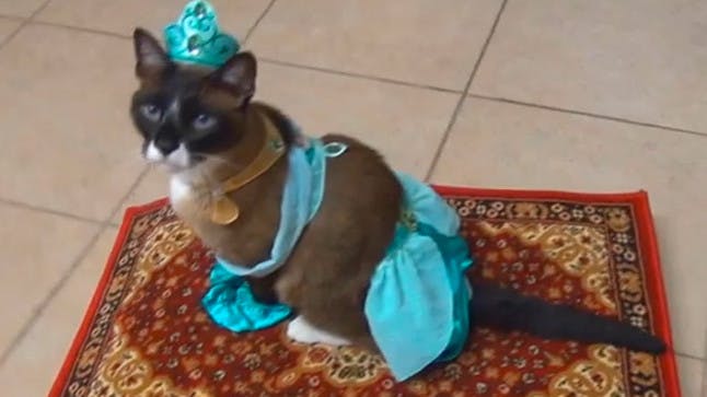 VIDEO: This fancy dress cat has Halloween sorted | Closer