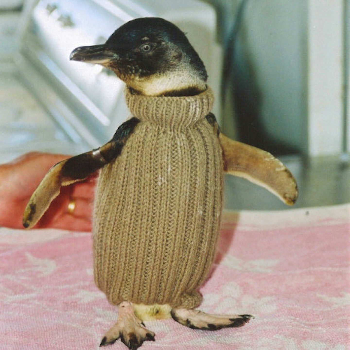 Pictured: Australia’s oldest man knits jumpers for oil covered penguins ...
