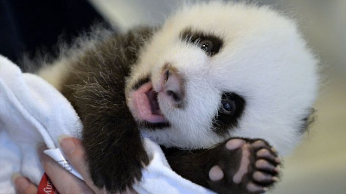 The 23 best and cutest animal facts of all time | Closer