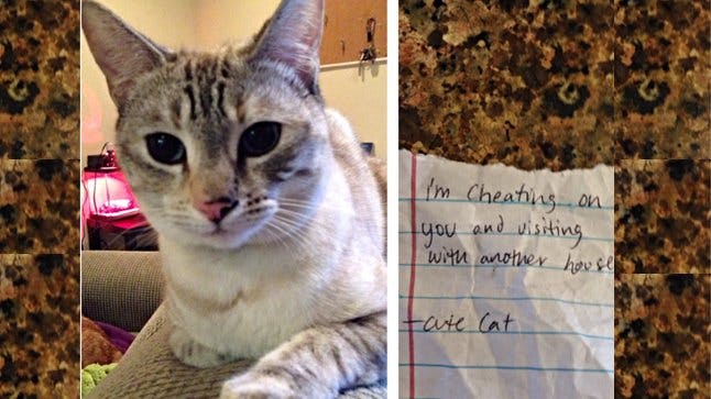 Astonished cat owner finds hilarious note attached to collar: ‘I’m ...