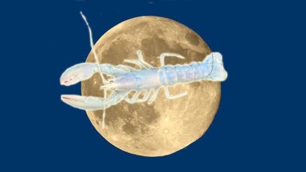 The Lesbian Moon Lobster Is Breaking The Internet | Grazia