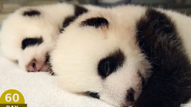 Friday Morning Cute Overload: Watch newly-born cubs grow into cuddly ...