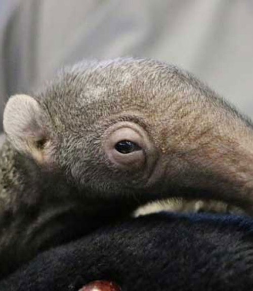 GALLERY: The cutest baby animals EVER! From teeny-weeny orangutans to ...