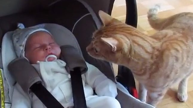 WATCH: Cat meets a baby for the first time with adorable results | Closer