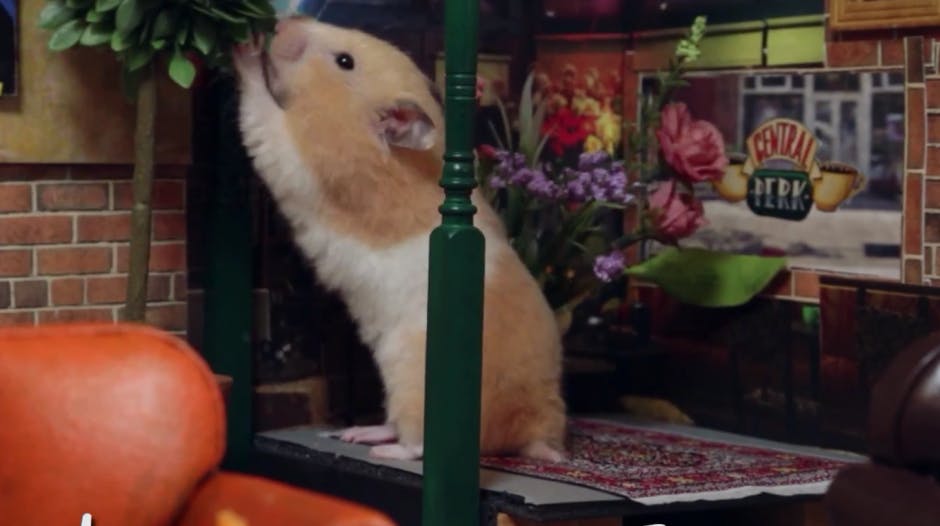 Friends remade with hamsters just because | Entertainment | Heat