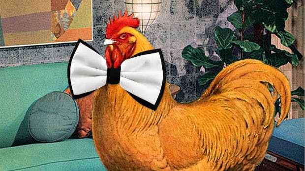 Chicken Treat Have An Actual Chicken Running Their Twitter Account | Grazia