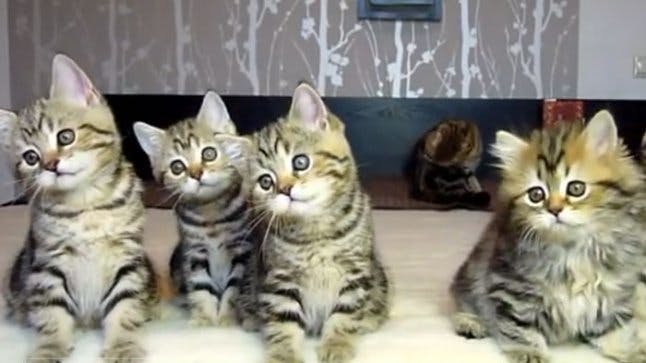 VIDEO: This chorus of kittens performing Christmas carols is an ...
