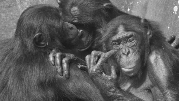 We Can Learn A Lot From The Girl Power Of Female Apes