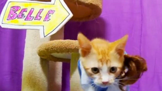 WATCH: Adorable kittens re-enact Disney’s ‘Beauty and the Beast’ | Closer