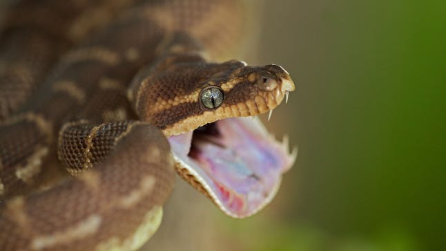 Man finds ‘cereal killer’ python in box of corn flakes | Closer