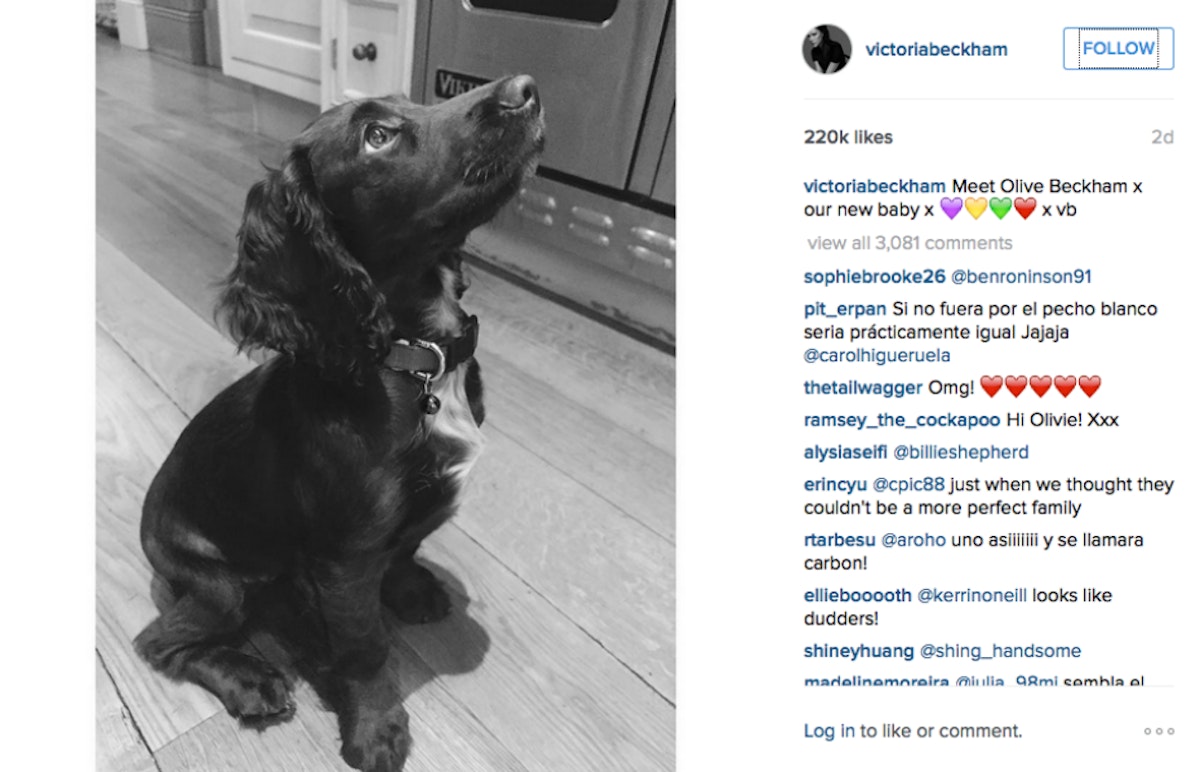 WATCH: Victoria Beckham introduces new member to the family and her ...