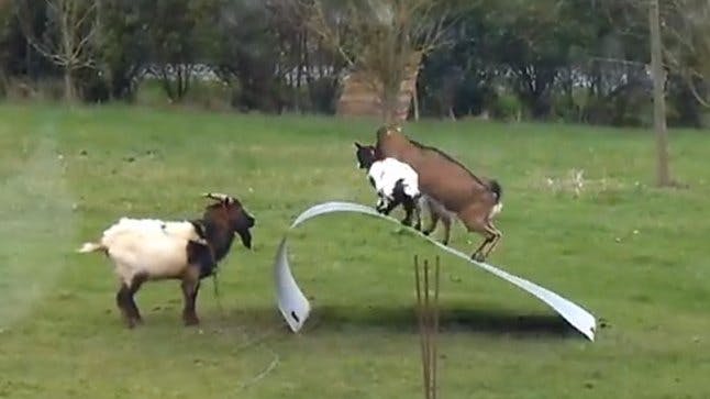 Watch these goats showing off their balancing skills in this hilarious ...