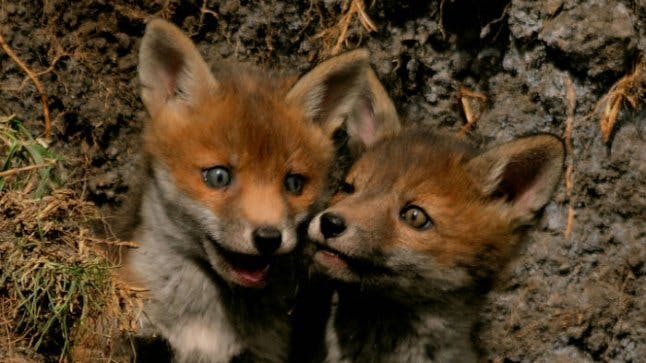 Look at these adorable pictures of fox cubs playing together | Closer
