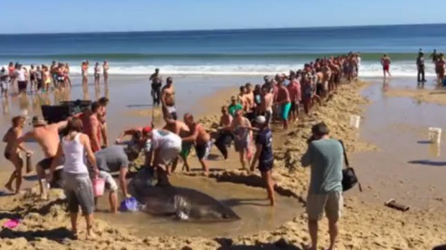 Beachgoers save stranded great white shark in incredible rescue mission ...