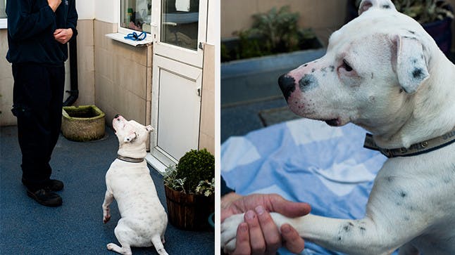 WATCH: Adorable abandoned deaf dog learns sign language- and gains a ...