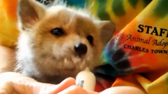 VIDEO: Couple nurse injured fox cub back to health | Closer