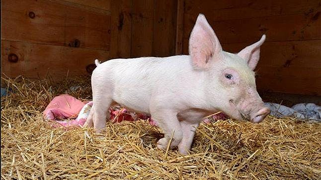 Piglet jumps off slaughterhouse truck and is rescued by animal ...