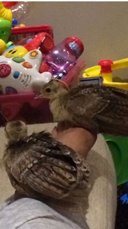 Katie Price shares cute photo of herself and her new ‘friends’ | Closer