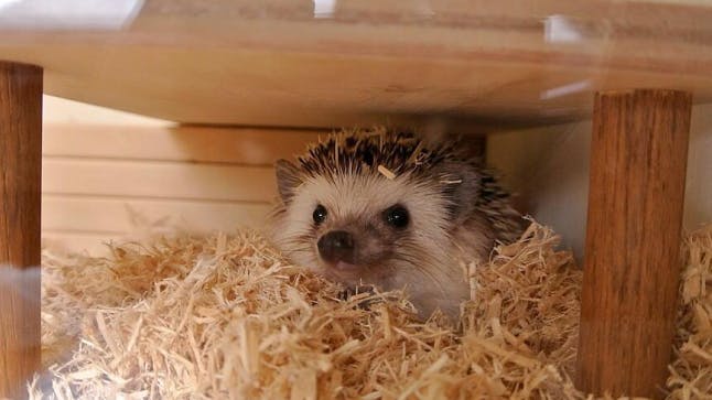 Is this Japanese hedgehog the most photographed pet in the world? | Closer