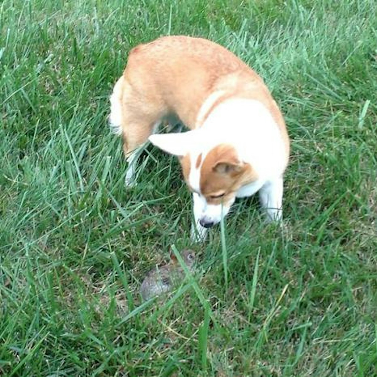 Adorable playmates: Corgi adopts wild baby bunny rabbit | Closer