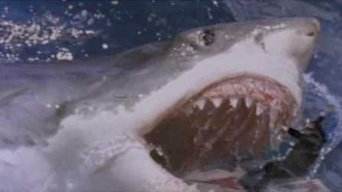 Top 10 shark films to celebrate #SharkWeek | Closer