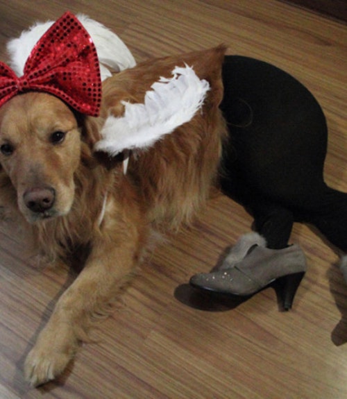 So, cats and dogs wearing tights is pretty much the funniest thing EVER ...