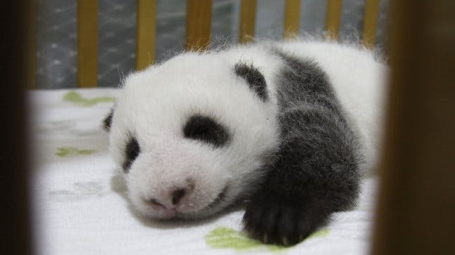 Could this be the best job in the world? Panda Caretaker’ position ...