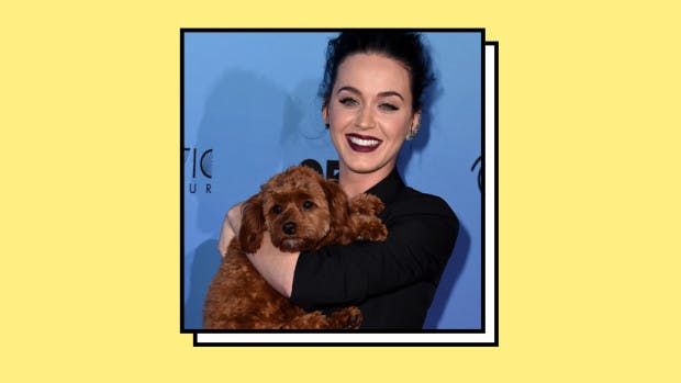 Katy Perry's Dog Gives Her Number To 86 Million People