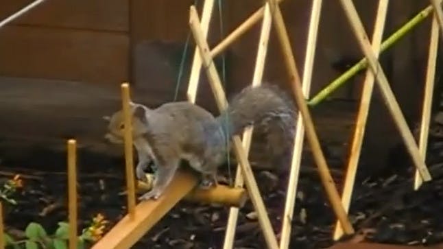 WATCH: Man builds squirrel obstacle course in his back garden | Closer