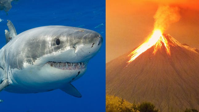 Sharks found living in scalding, active volcano | Closer