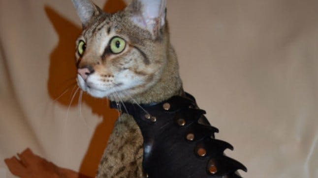 Protect your feline from mean moggies with the latest in Cat Armour ...