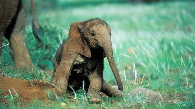 VIDEO: Watch as an adorable baby elephant tries to stand for the first ...
