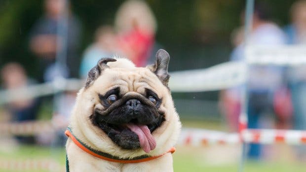 Stop Putting Pugs In Adverts, Say Vets And Animal Rights Campaigners ...